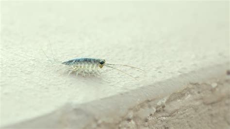 Premium Stock Video Wharf Roach Sea Roach Invasive Isopod Species