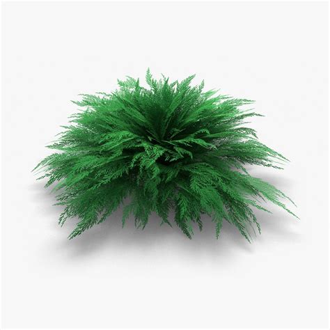Juniperus 3d Models Download Free3d
