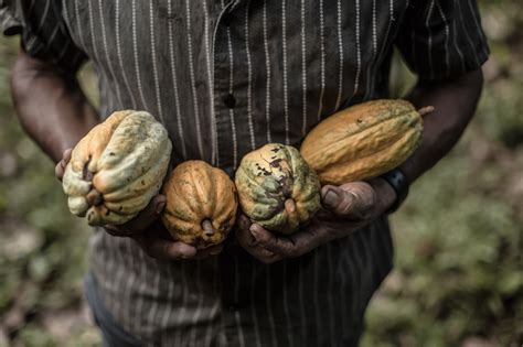 Desarrollo cadenas de valor Ayuda en Acción Ecuador