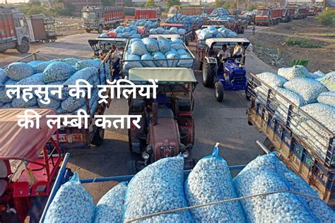 मंडी में लहसुन की बम्पर आवक भावों में आई भारी तेजी Agricultural