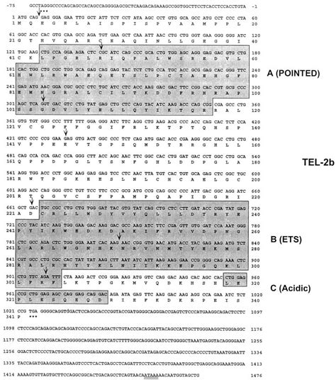 Complete Nucleotide Sequence And Predicted Amino Acid Sequence Of Complete Nucleotide Sequence And Predicted Amino Acid Sequence Of