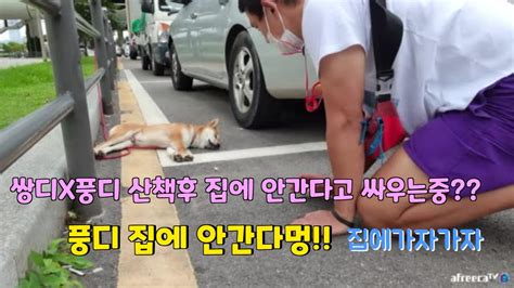 쌍디x풍디 강아지육아 우당탕 일기 풍디한테 사과하는 쌍디 Soop Vod