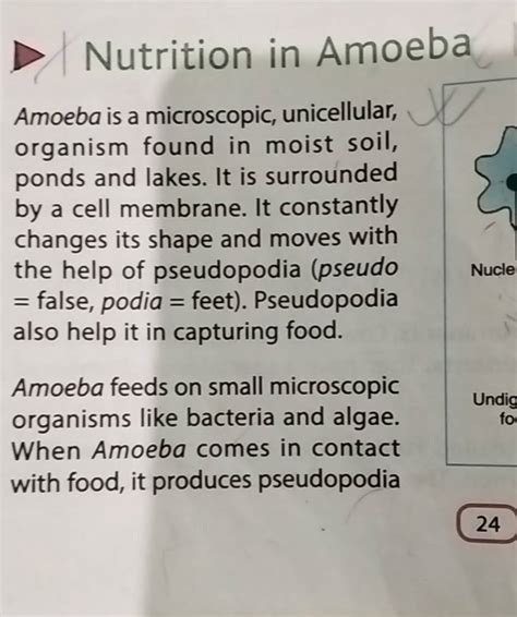 Nutrition In Amoeba Amoeba Is A Microscopic Unicellular Organism Found