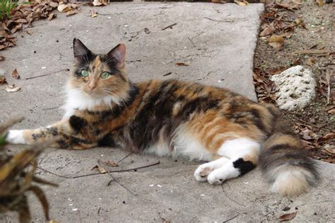 Bonz Sadie The Tortoise Shell Is One Cool Kitten Vero News