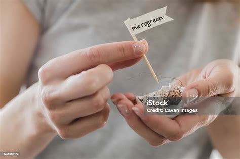 여자 소녀 손 보유 귀여운 계란 와 A 식물 마이크로 그린 씨앗 환경 친화적인 채식주의 자 개념에 대한 스톡 사진 및 기타