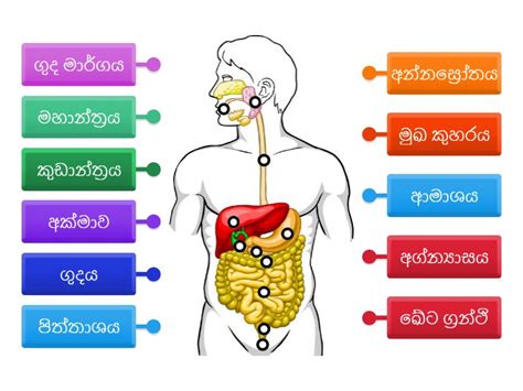 මිනිසාගේ ආහාර ජීර්ණ පද්ධතිය කේ පී කෞශල්‍යා කෑ ස්වර්ණජයන්ති මහා විද්‍යාලය Labelled Diagram