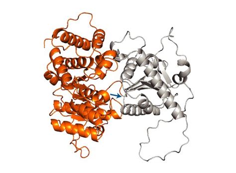 Caltech Biochemists Uncover New Rules Of Mitochondrial Protein Import