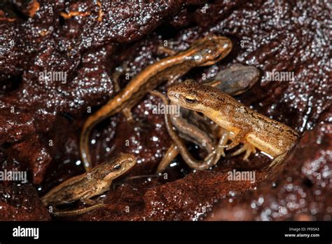 Adult And Juvenile Smooth Newts Common Newt Lissotriton Vulgaris Hibernating In Crevices Of