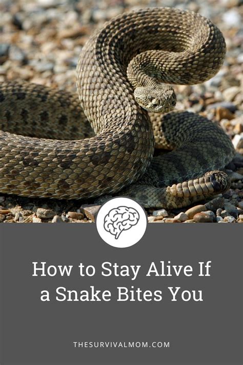 How To Stay Alive If A Snake Bites You The Survival Mom