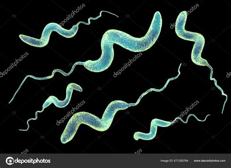 Spiral Shaped Bacteria