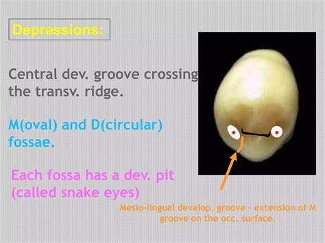 Permanent Mandibular First Premolar And Differences Between First And
