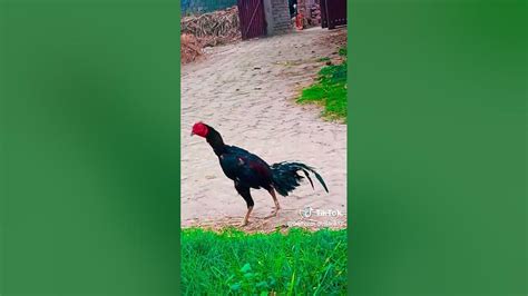 November 15 2024 Youtube