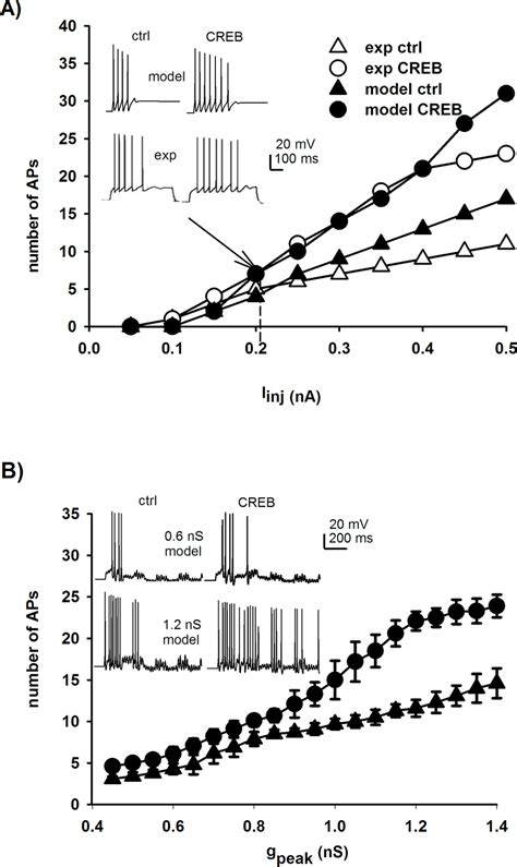 2 Input Output Properties Of Ca1 Neurons Under Control And Increased
