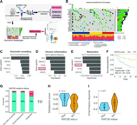 Machine Learning Methods Identifying The Association Of Kmt2d Mutation
