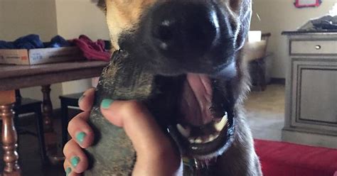 Companion Chomps And Chews Crispy Cowbone Imgur