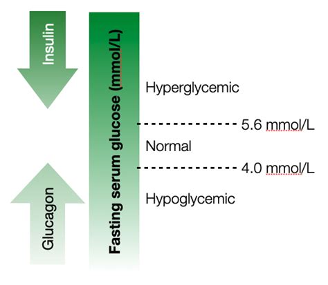 Homeostatic Control Of Blood Glucose Lab