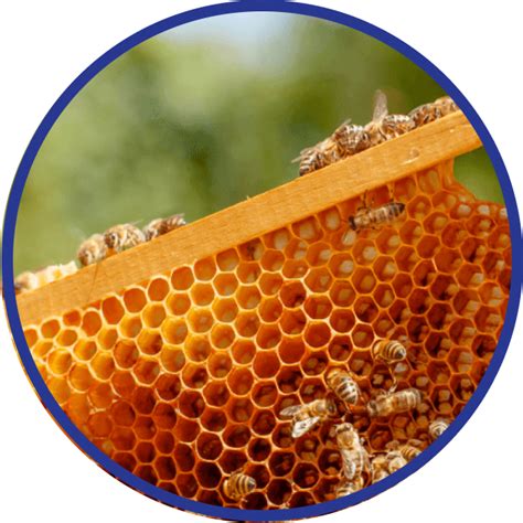 Nucs Bees And Queens Australian Bee Supplies