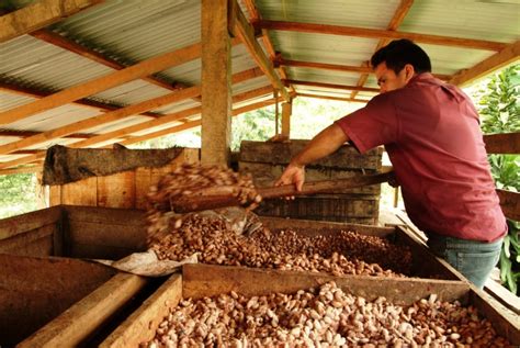 Cacao peruano es cierto que está en vías de extinción Tiempo Real