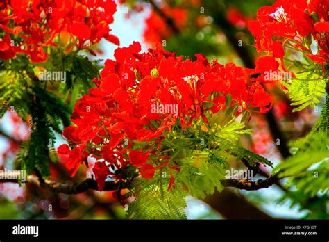 Krishnachura Tree Pregnancy Informations
