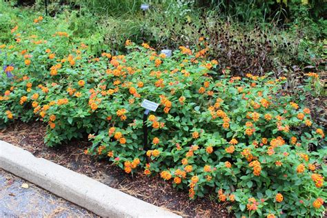 Lantana Camara Luscious® Marmalade Luscious® Marmalade Lantana On