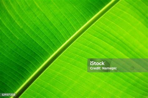 Latar Belakang Tekstur Daun Pisang Foto Stok Unduh Gambar Sekarang