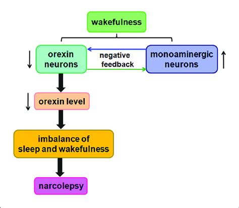 Likely Relationship Between Orexin And Narcolepsy A Negative