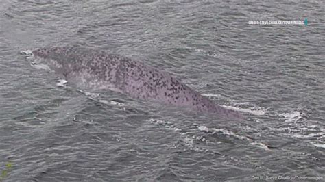 Куда делось Лох несское чудовище