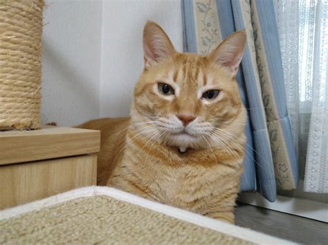 アイビスsdの予想ですにゃ 猫ホテルへいらっしゃ～い