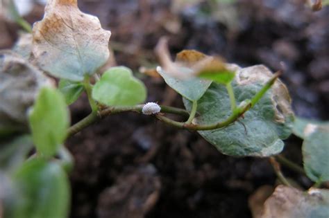 Фикус карликовый уход в домашних условиях размножение фото