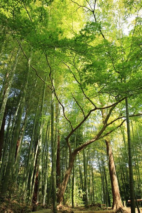 Free Images Landscape Tree Nature Path Branch Sunlight Leaf