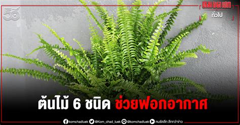 ต้นไม้ฟอกอากาศ 6 ชนิดที่ควรปลูกไว้ในบ้าน ดักจับฝุ่นดูดสารพิษ คมชัดลึก