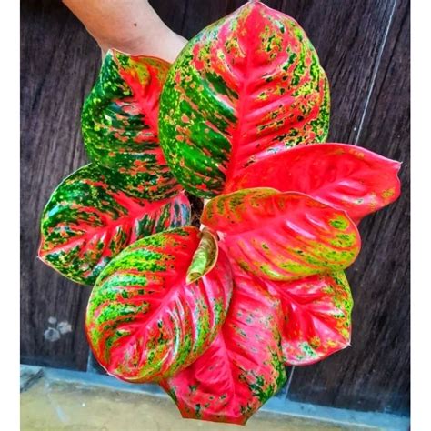 Jual Wulandari Aglonema Wulandari Merah Mutasi Tanaman Hias Aglonema