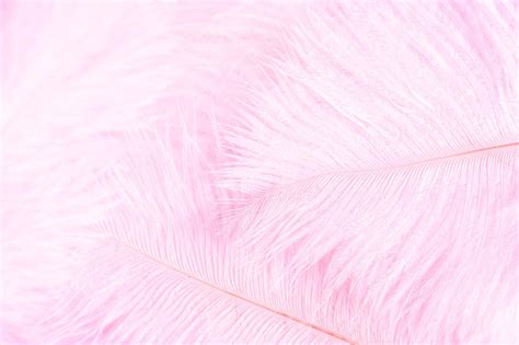 Premium Photo Pink Feather Background Softness Pink Feather Texture