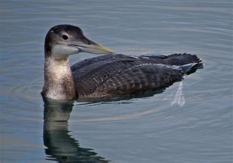 White Billed Diver At Brixham By Martin Rey Devon Birds