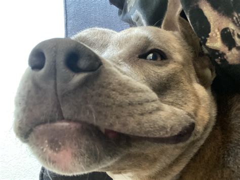 Lazy Saturday R Velvethippos Lazy Saturday R Velvethippos