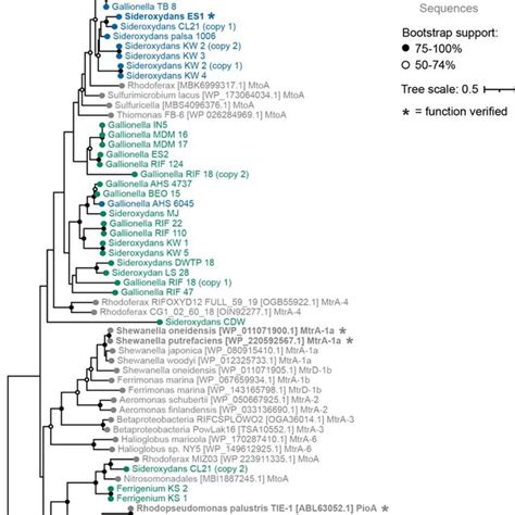 Maximum Likelihood Tree Of The Predicted Mtoa Sequences Identified In