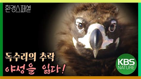 독수리의 추락 야성을 잃다 [환경스페셜 잃어버린 야성] Kbs 20020327 방송 Youtube