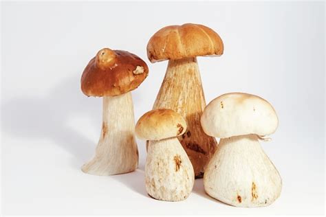 볼레투스 에둘리스 킹 볼레테 고립 에 흰색 배경 닫다 포르치니 0명에 대한 스톡 사진 및 기타 이미지 0명 Boletus