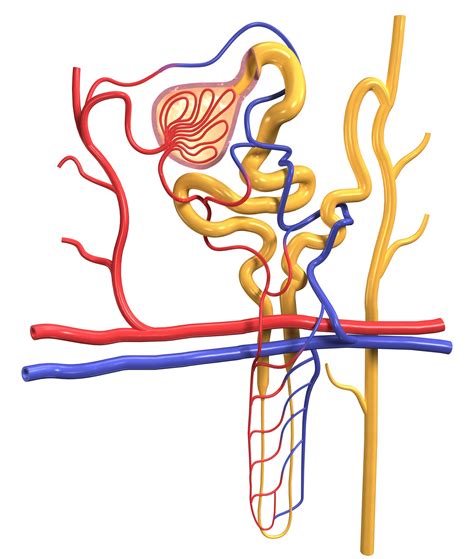 Structure Of Nephron Renes Care