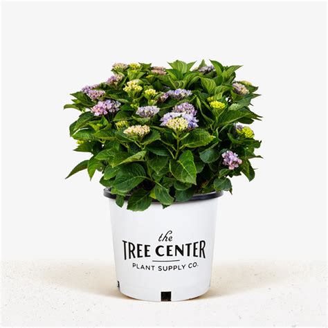 Everlasting Revolution Hydrangea Shrubs For Sale Online The Tree Center