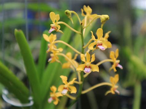 Manus Orchids Manus Orchids