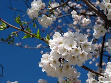 30 Astonishing Cherry Blossom Pictures Naldz Graphics Cherry