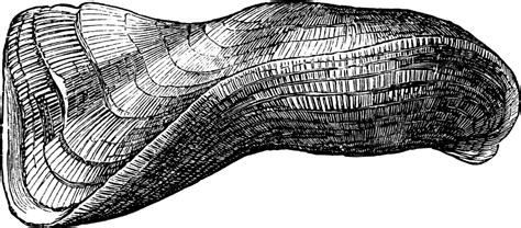 Arca Tortuosavintage Illustration Engraved White Engraving Vector Engraved White Engraving