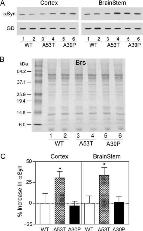 Inhibition Of Lysosomal And Proteasomal Function Differentially Affects
