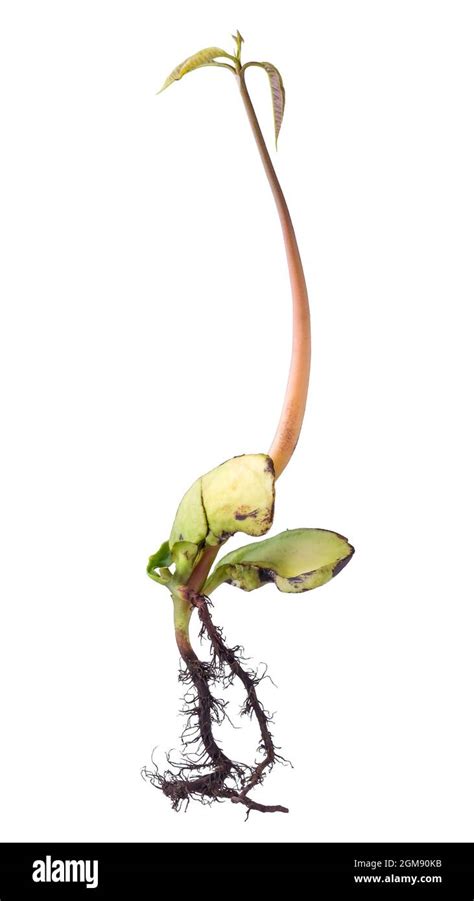 Mango Seed Germination