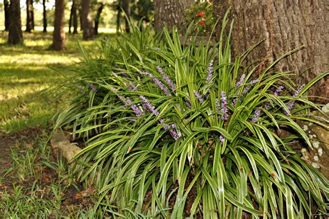 What Does Monkey Grass And Green Acres Mean At Cristal Lawrence Blog