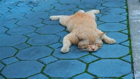 12 Cat Sleeping Positions And Their Meanings Lol Cats