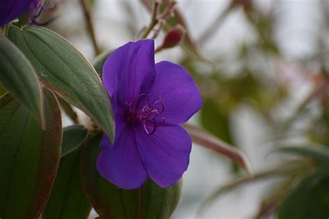 Ruhm Busch Blume Pflanze Lila Kostenloses Foto Auf Pixabay Pixabay