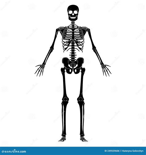 Skeleton Human Silhouette Body Bones Hands Chests Heads Vertebra