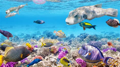 壁紙 熱帯魚水中、サンゴ礁、海 3840x2160 Uhd 4k 無料のデスクトップの背景 画像